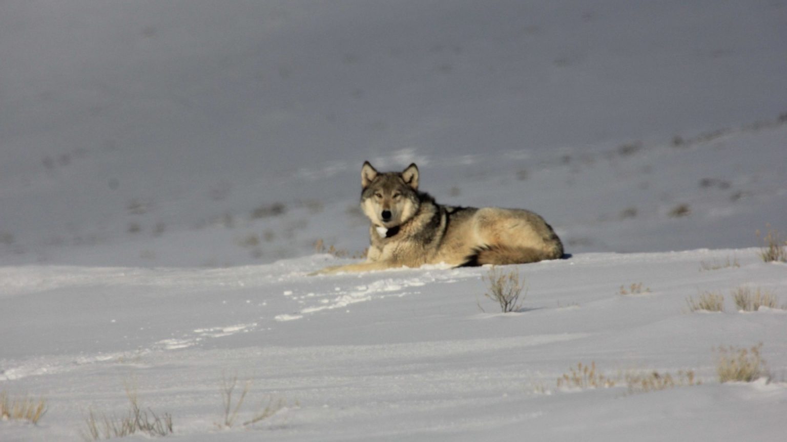 Will Voters Welcome Wolves Back to Colorado? • The Revelator