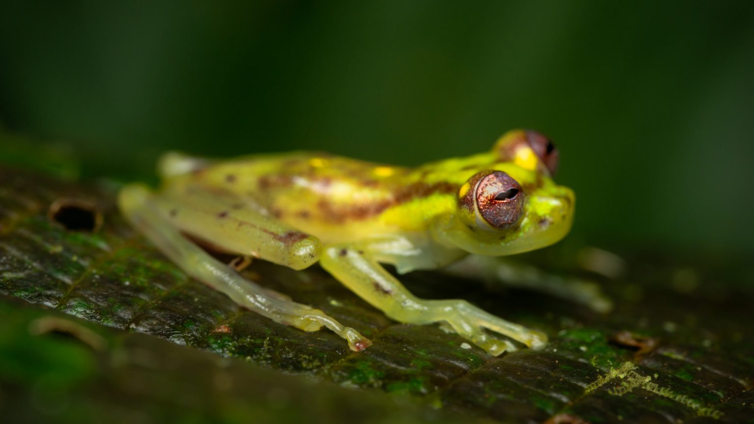 The Long-lost Frogs Found in a Remote Ecuadorian Reserve — and the ...