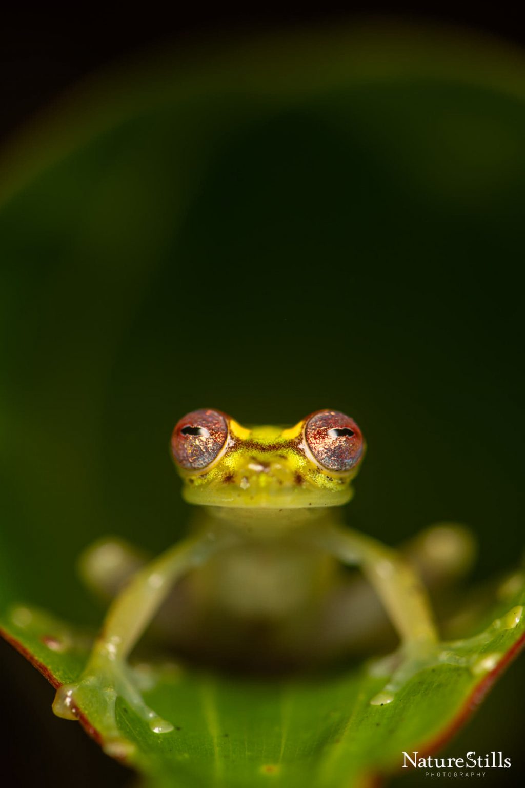 The Long-lost Frogs Found in a Remote Ecuadorian Reserve — and the ...