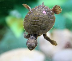 A Virus Wiped Out 90% of This Turtle Species. Can It Recover? • The ...