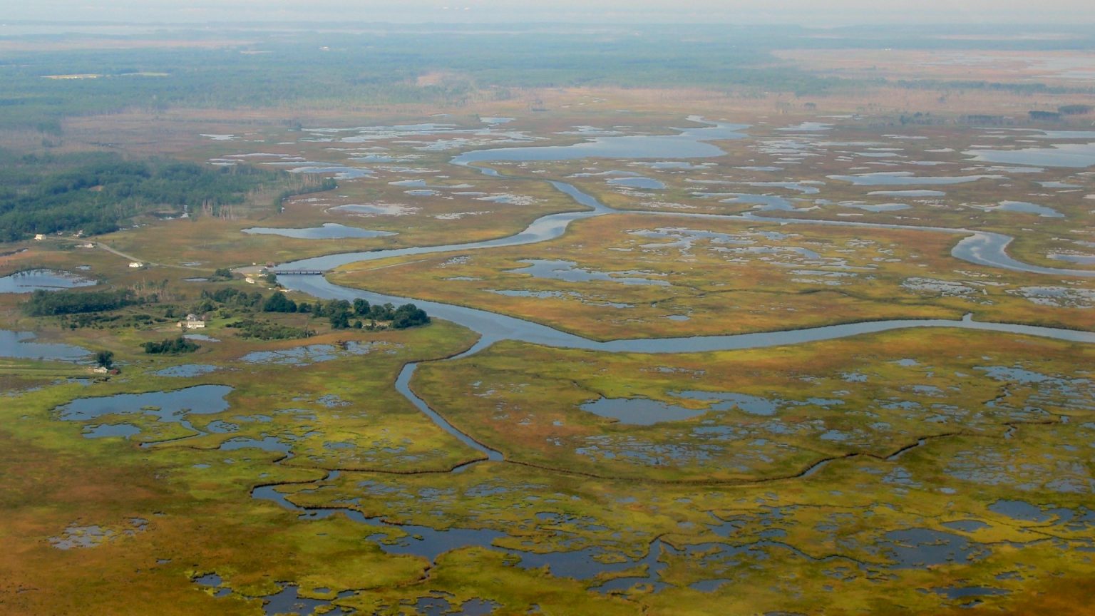 How to Save Saltwater Wetlands From Rising Seas • The Revelator