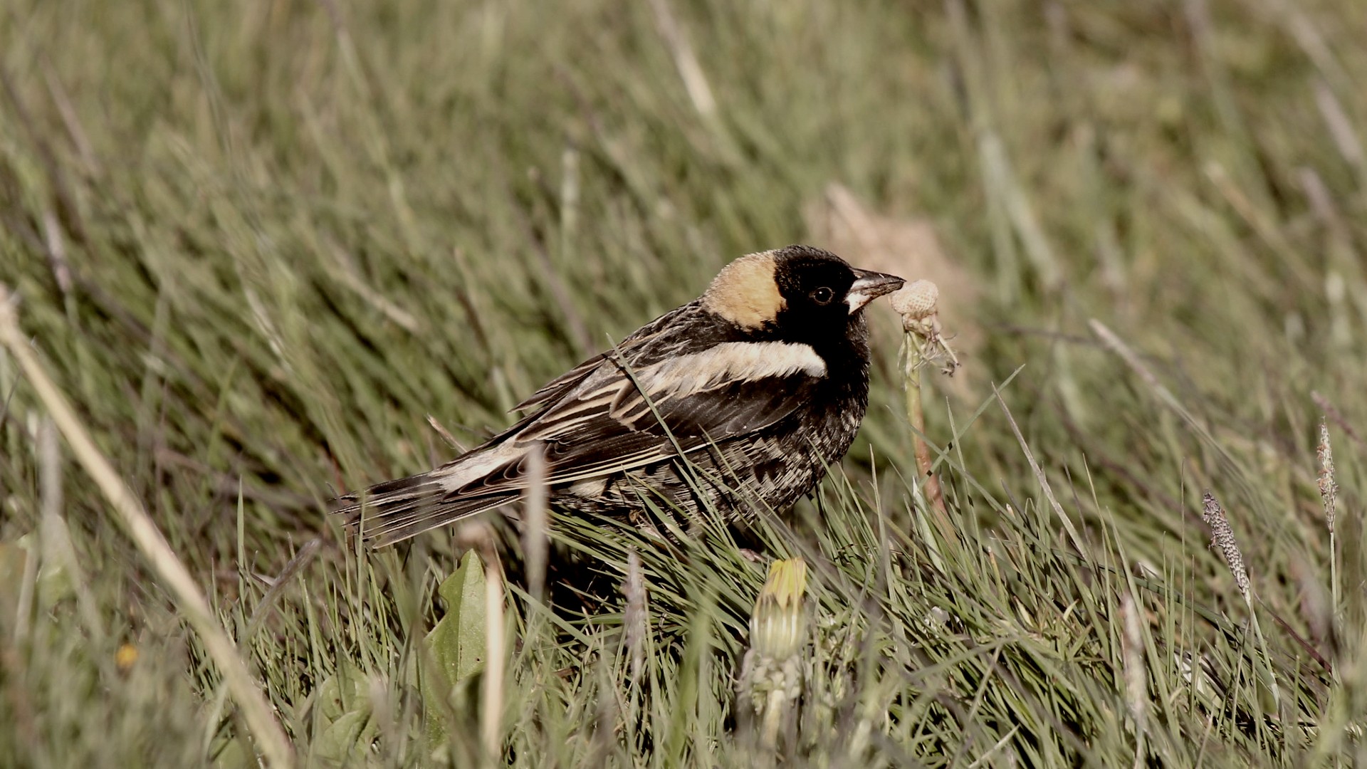 Vanishing: Song for the Bobolink • The Revelator