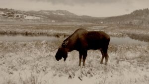 Vanishing: An Augury of Antlers • The Revelator