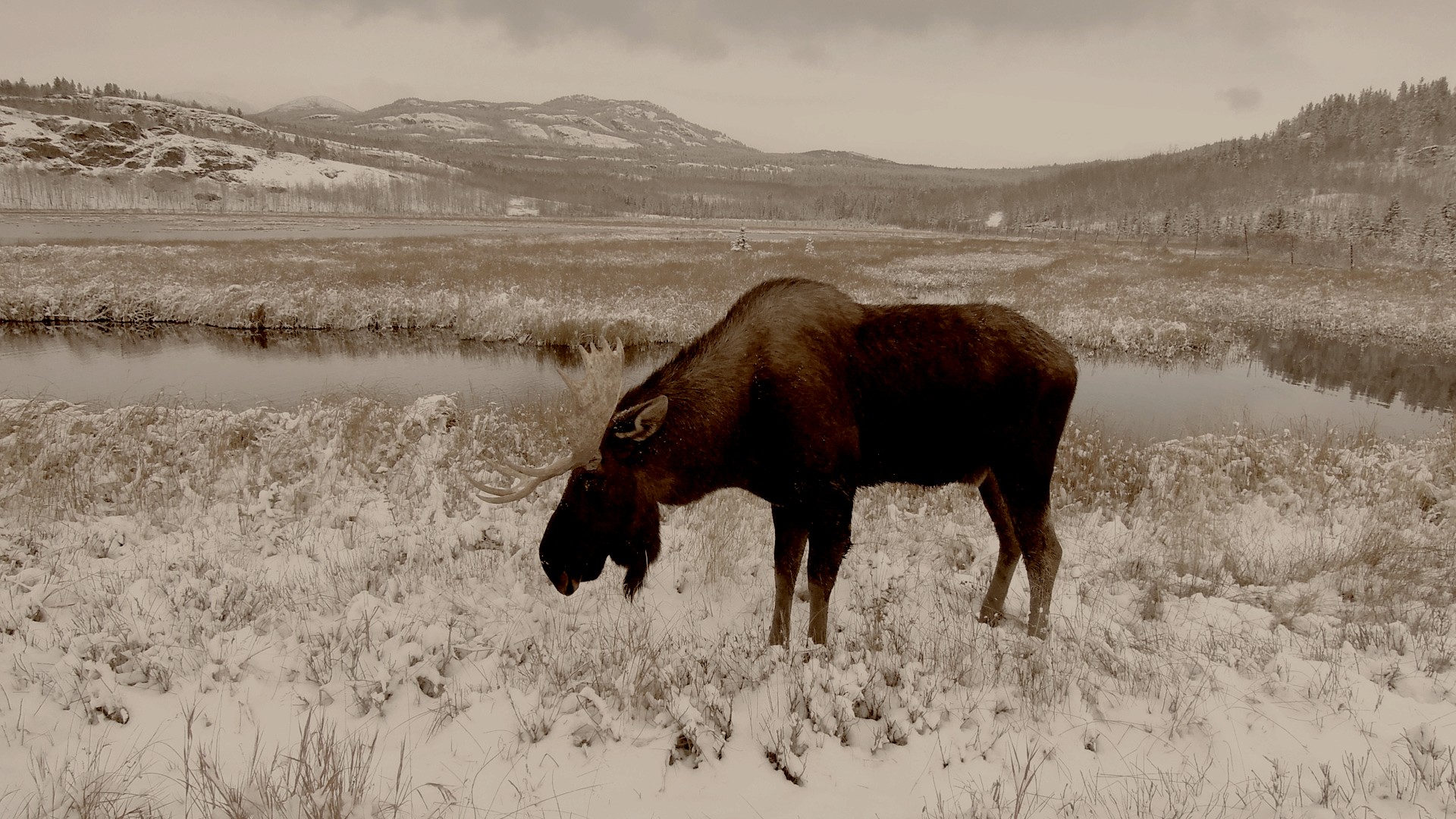 Vanishing: An Augury of Antlers • The Revelator