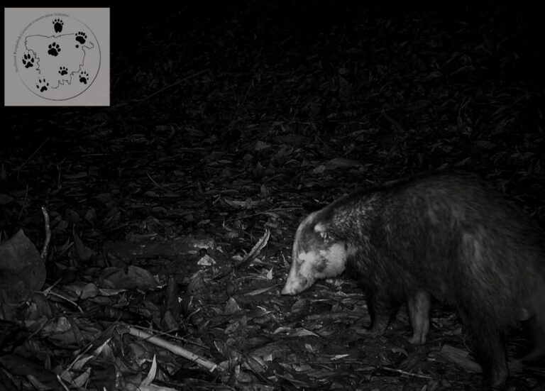 Species Spotlight: The Greater Hog Badger, Cornered by a Hunting-Driven ...