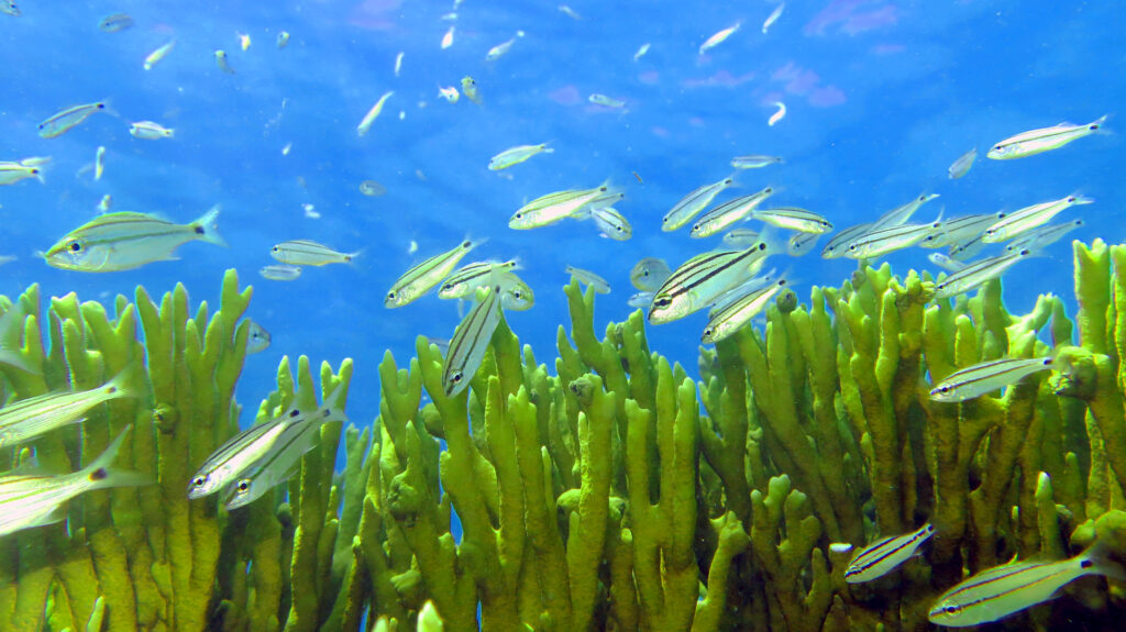 Protect This Place: The Fragile and Enchanting Costa dos Corais • The ...