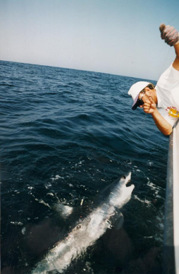 North Atlantic Mako Sharks Are Endangered — Now What? • The Revelator
