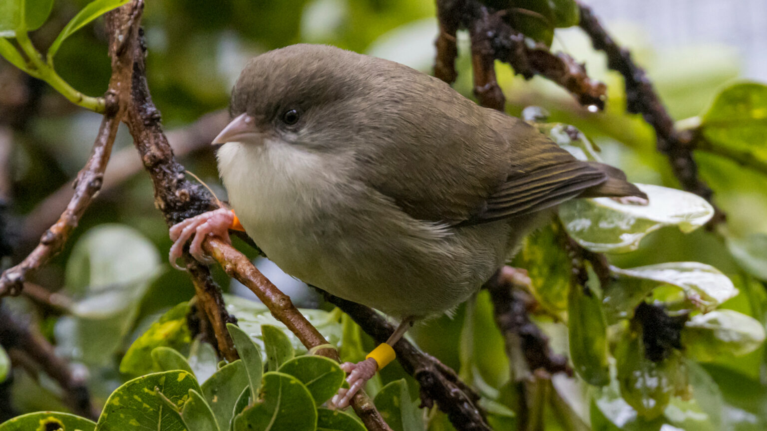 Species Spotlight: ʻAkikiki On the Brink • The Revelator