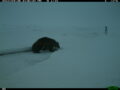 A Wolverine Feasts — on Fish? • The Revelator