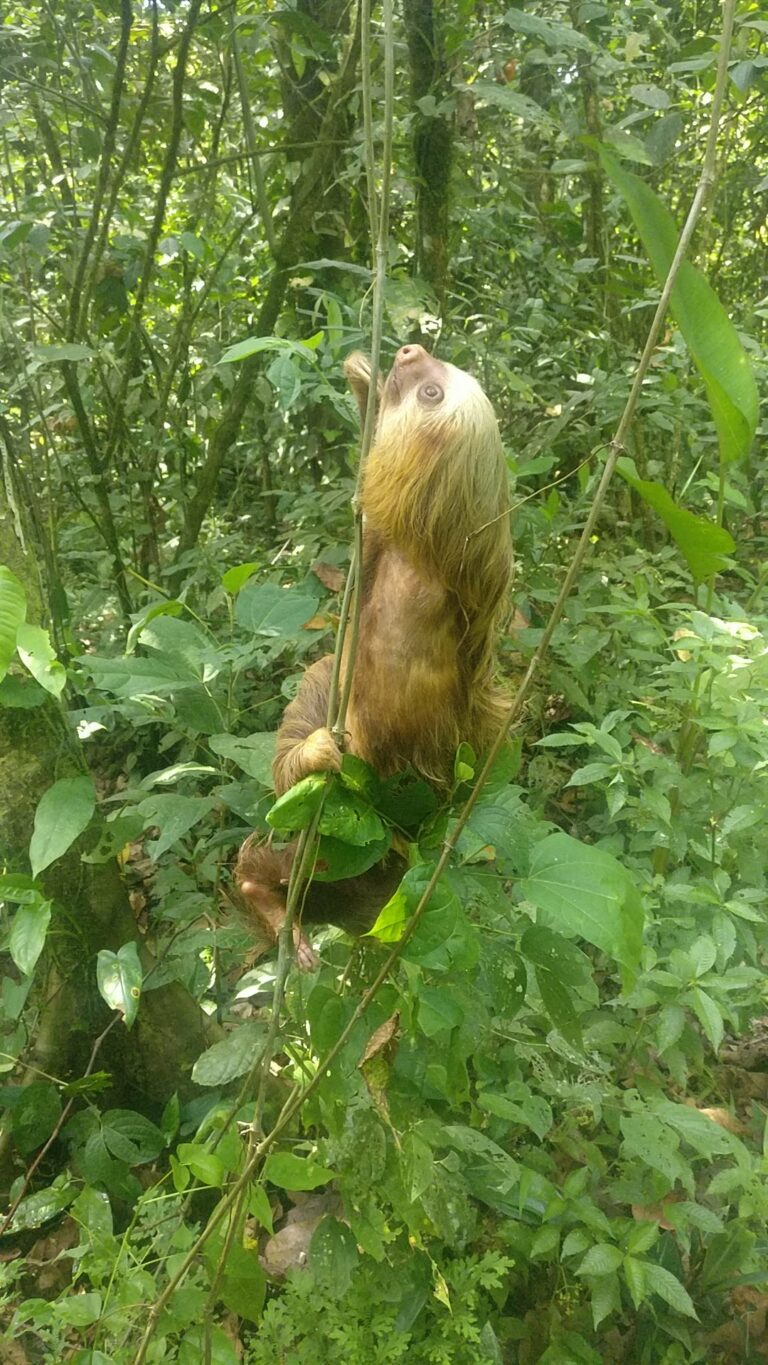 The Shocking Truth About Sloths • The Revelator