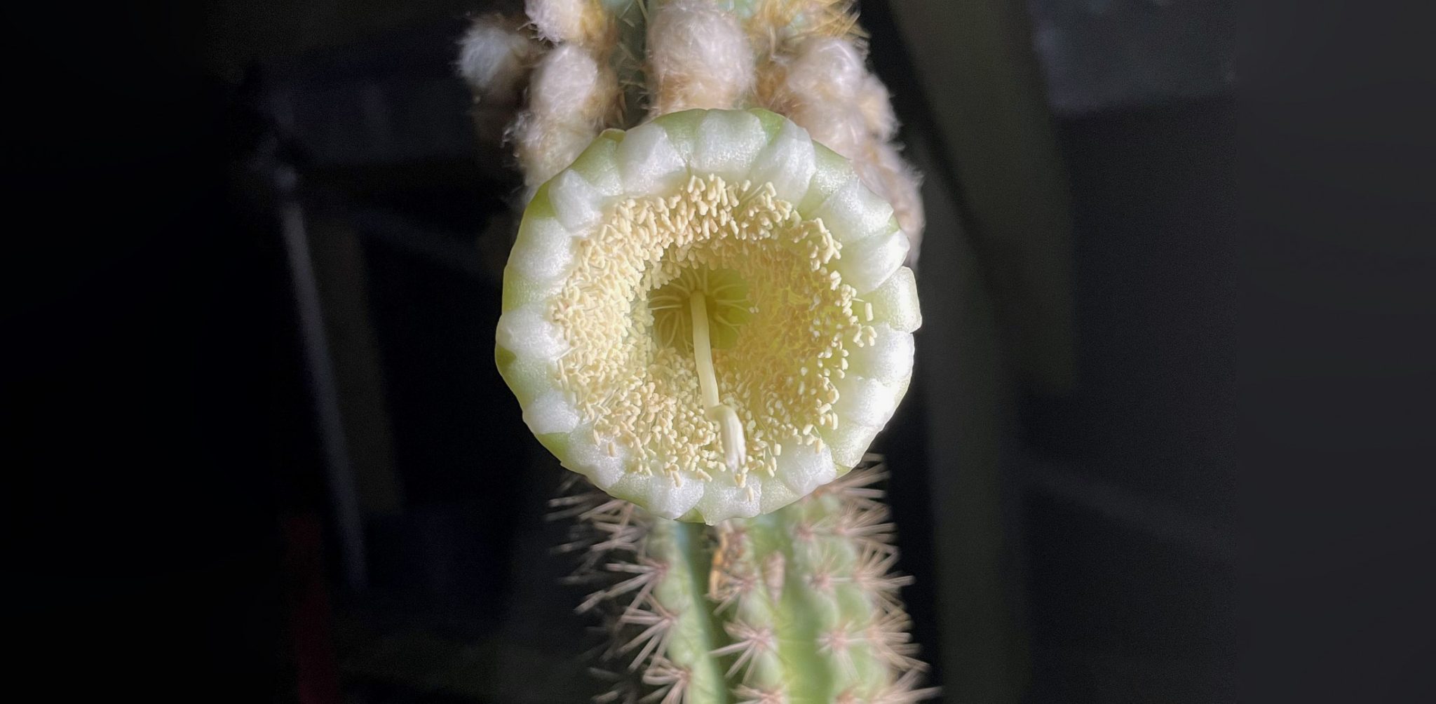 The Curlew, the Cactus, and the Obliterated Whitefish: The Species We ...