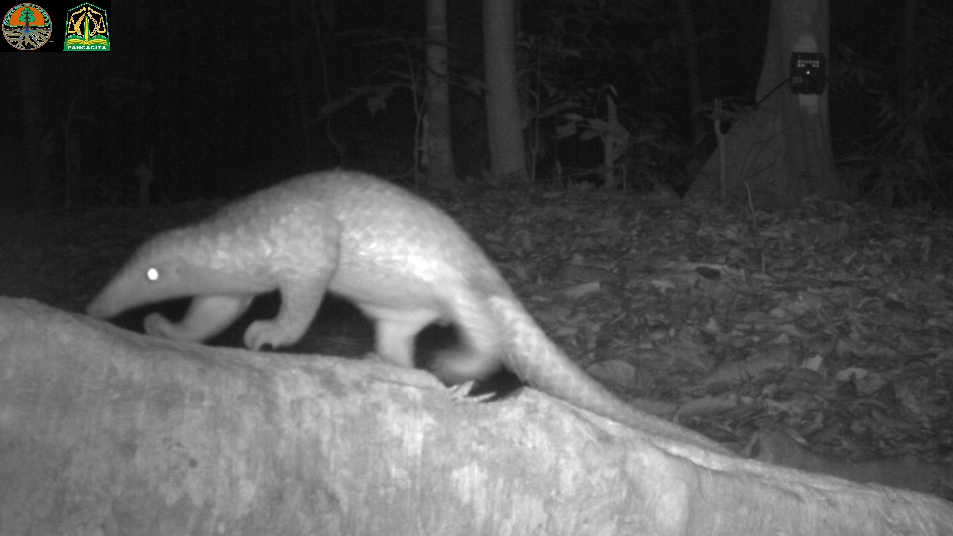Save This Species: Sunda Pangolin • The Revelator