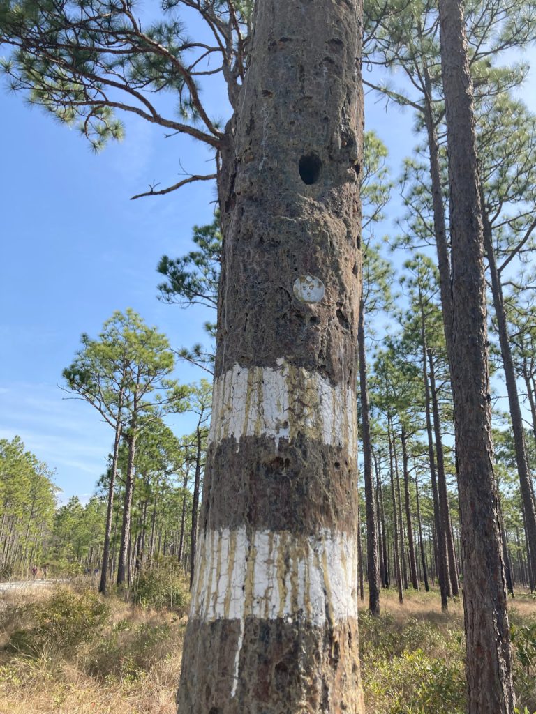 The Endangered Species Next Door • The Revelator
