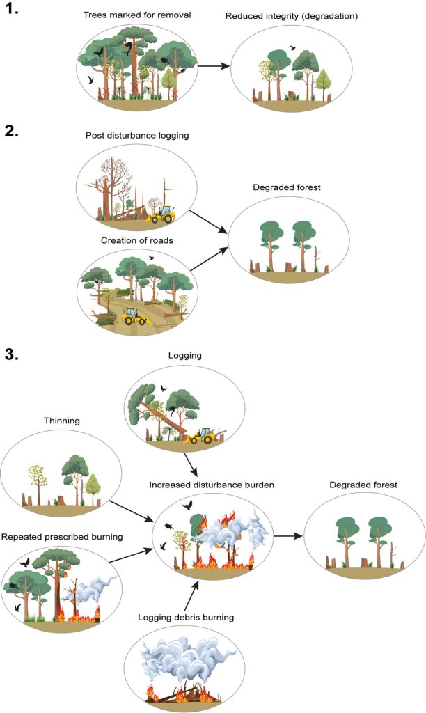 ‘Active Management’ Harms Forests — And It’s About to Get a Whole Lot ...