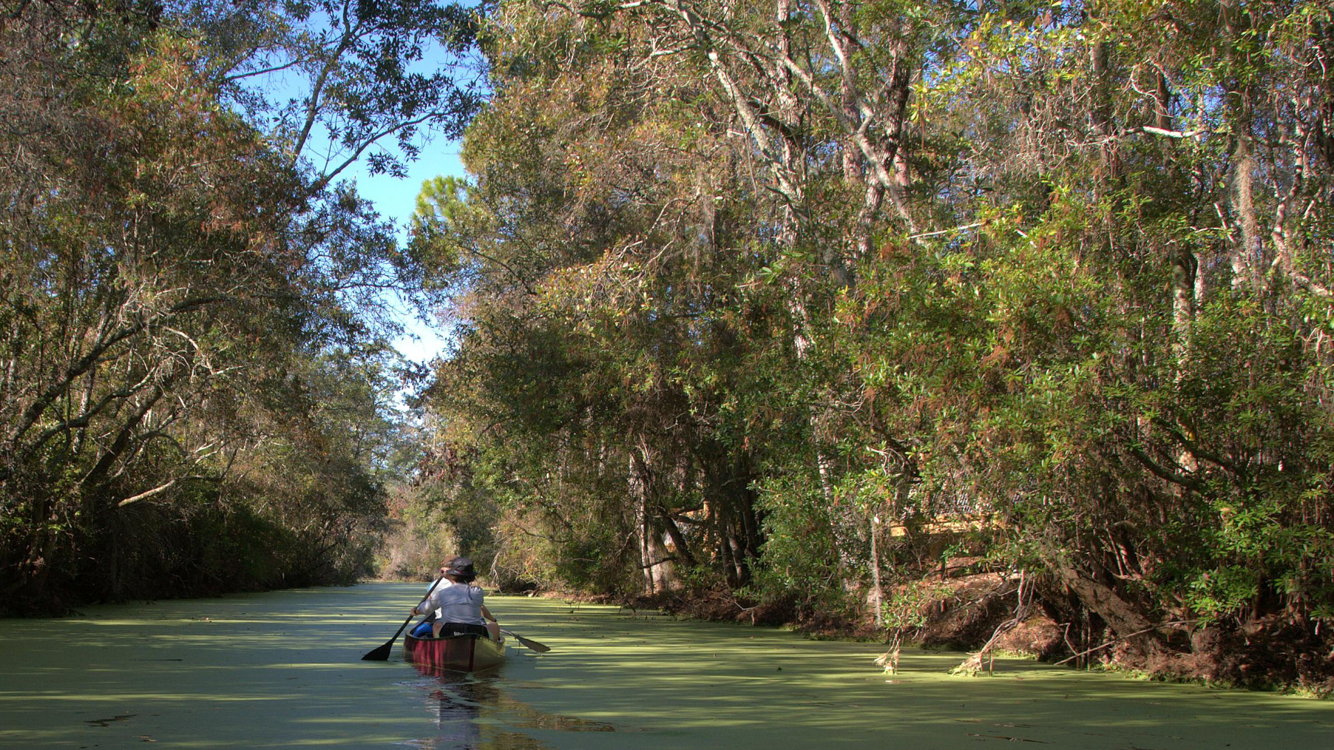 Saving Okefenokee • The Revelator