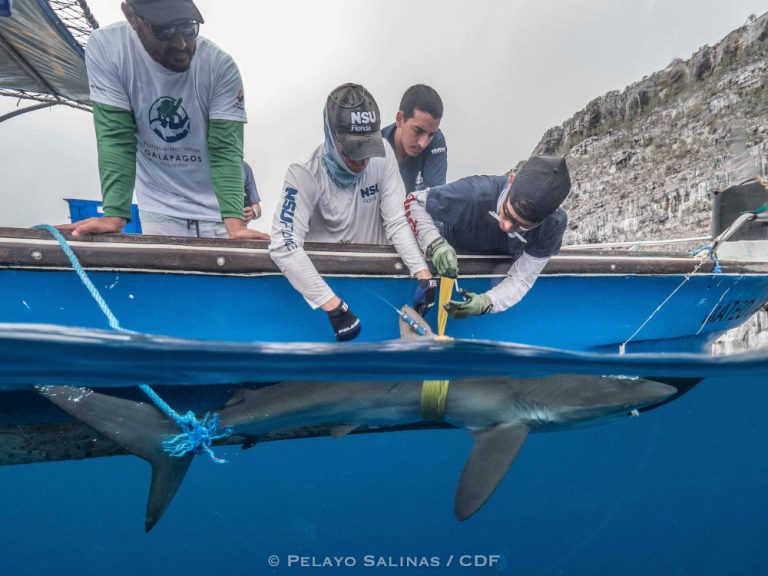 Incredible Journeys: Migratory Sharks on the Move • The Revelator